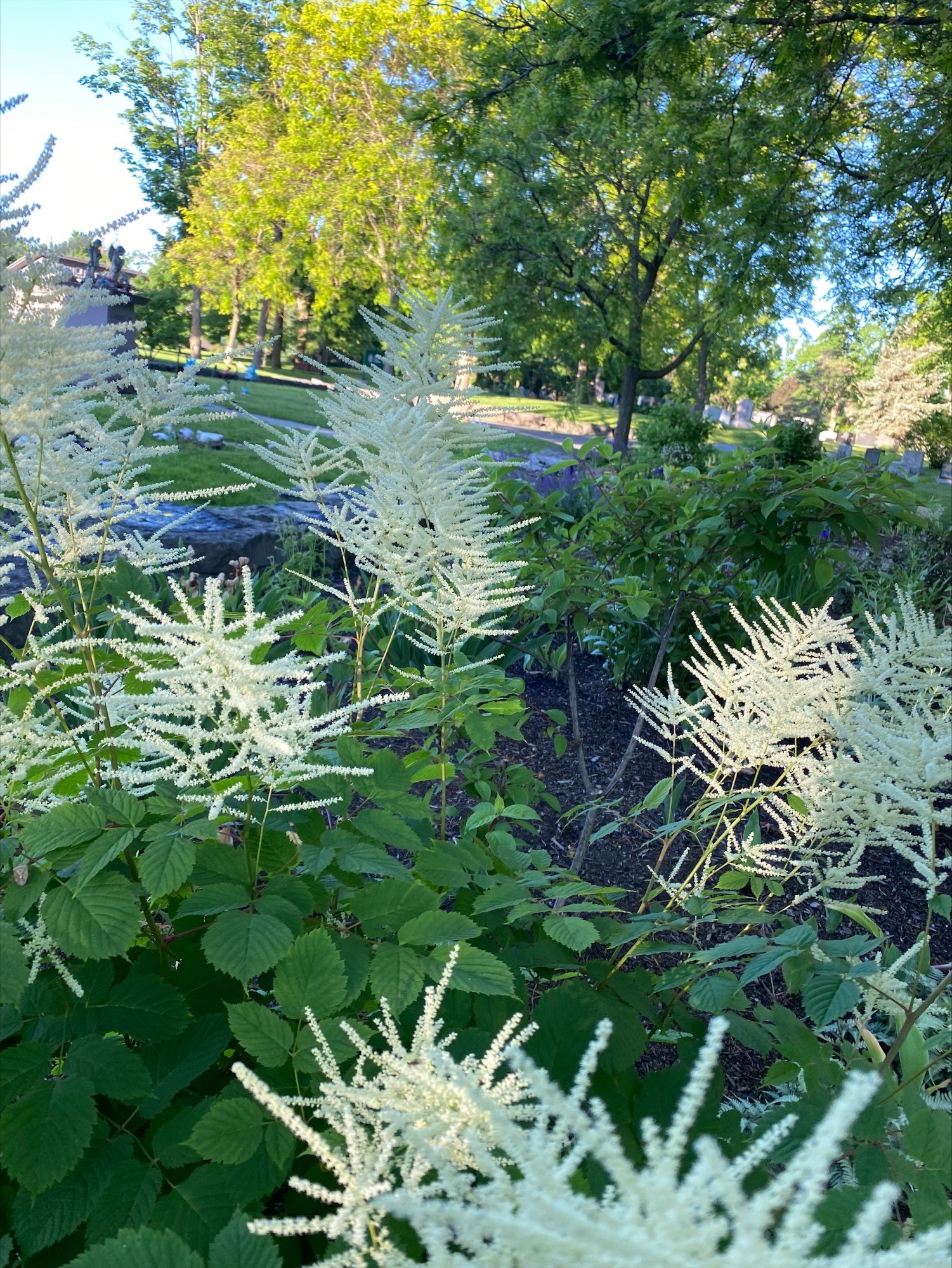 In the Gardens - Dwarf Goat’s Beard | Beechwood